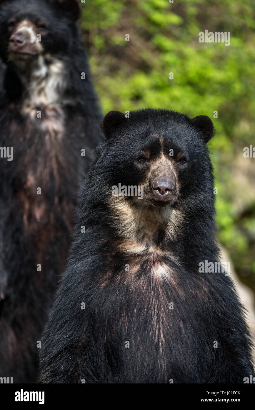 Sad old bear looking around at the river Stock Photo - Alamy