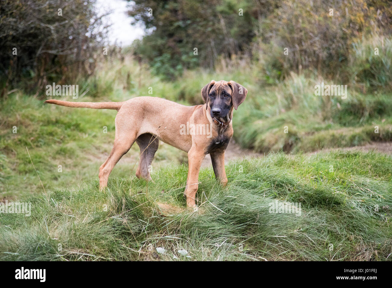 Rhodesian Ridgeback Dog Puppy outside on grass during her walk she his ...
