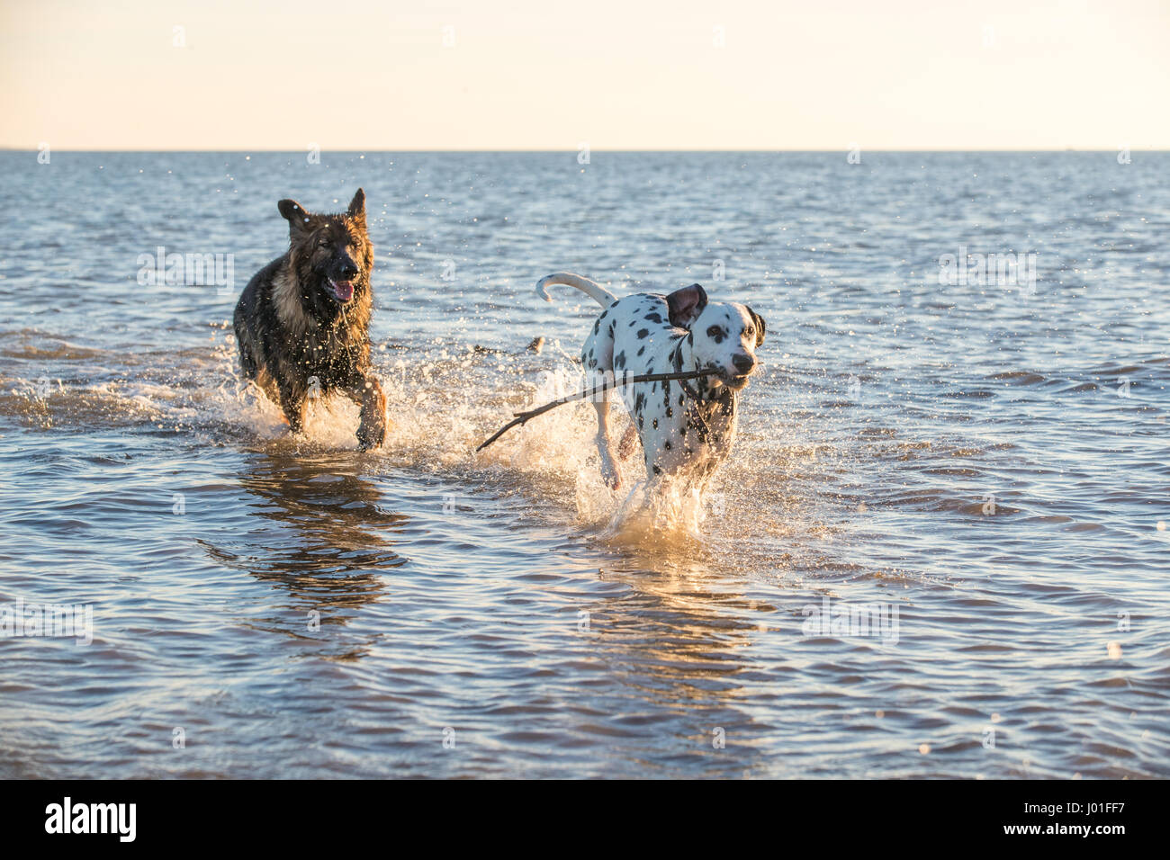Happy Dalmatian dog running through the sea carrying a stick being ...