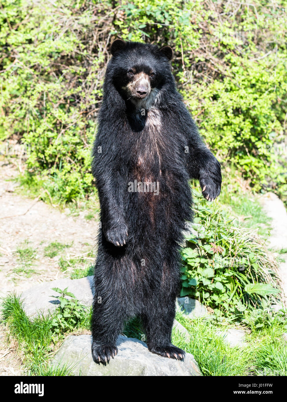 Grizzly Bear Standing Roaring Stock Photos & Grizzly Bear Standing ...
