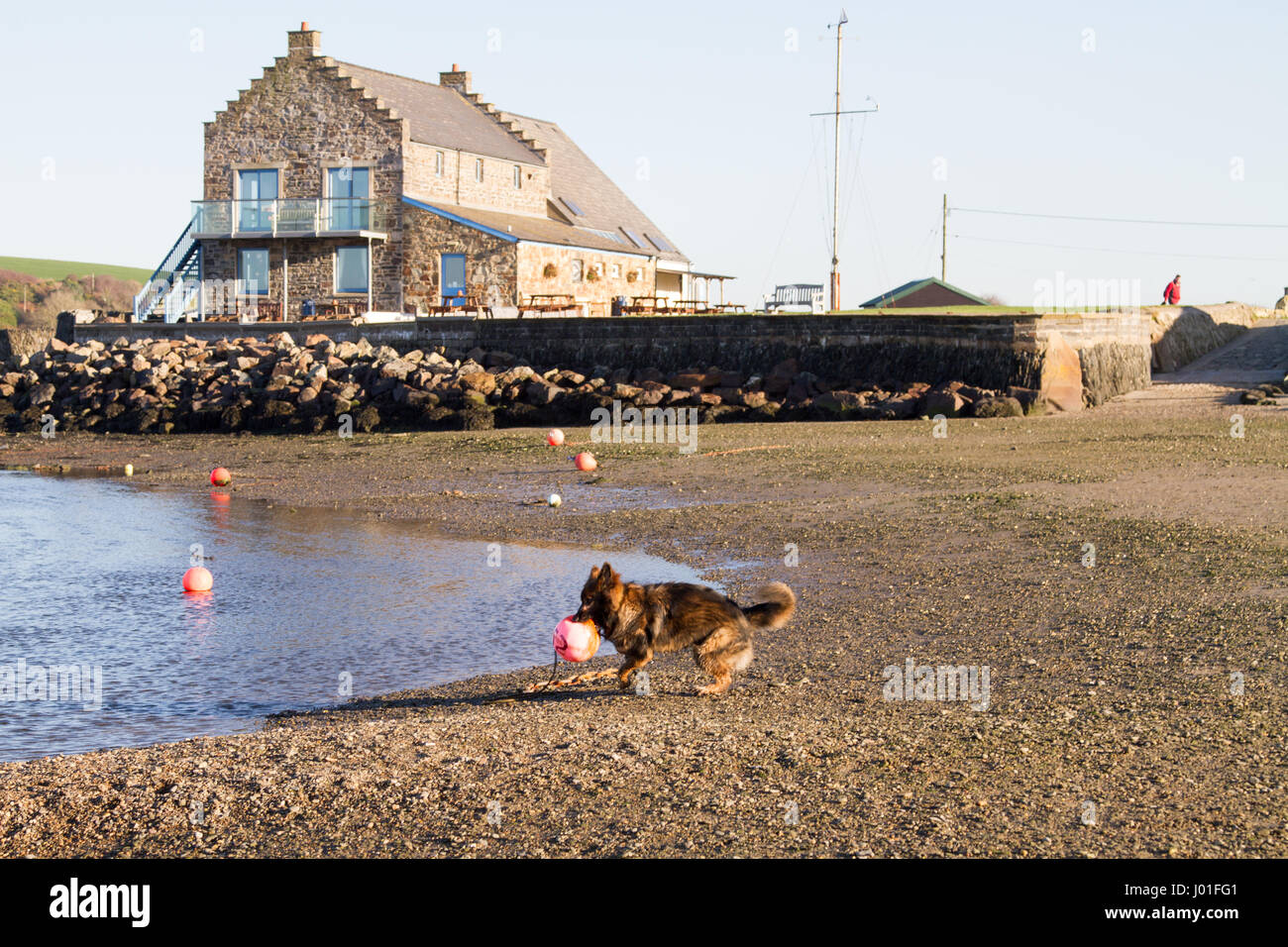 Dog playing on the beach in Newport, Pembrokeshire, West Wales Stock ...