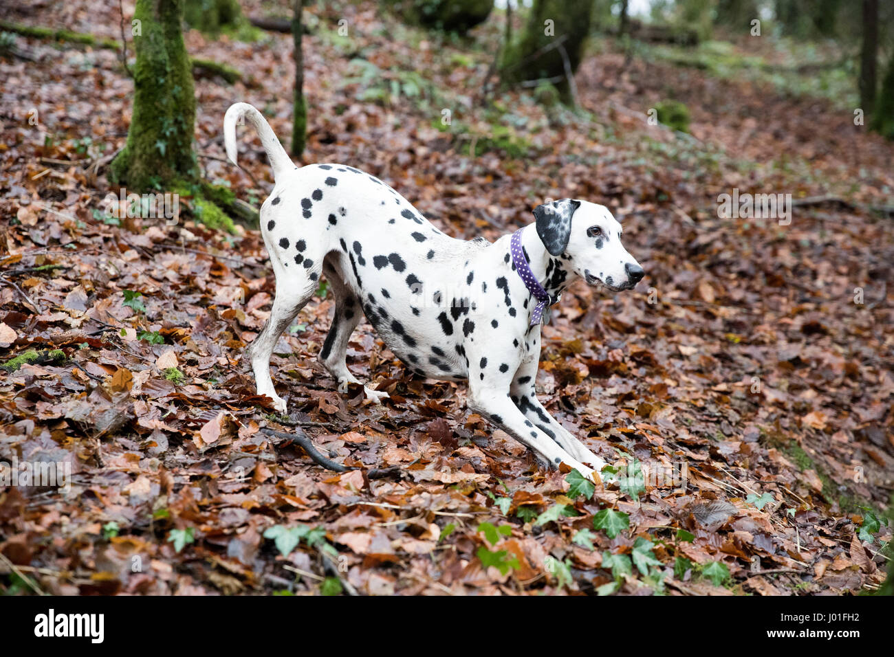 Dalmatian doing a play bow to start a game. She is wearing a collar in ...