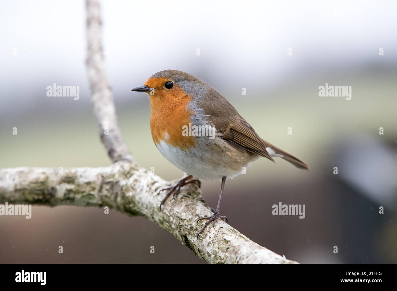 Robin perched on a branch with natural background behind Stock Photo ...