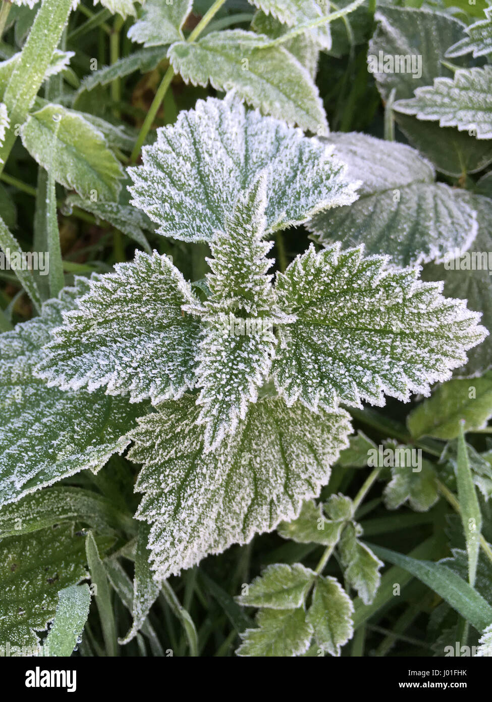 Frosty frozen stinging nettle on a cold winters day Stock Photo - Alamy