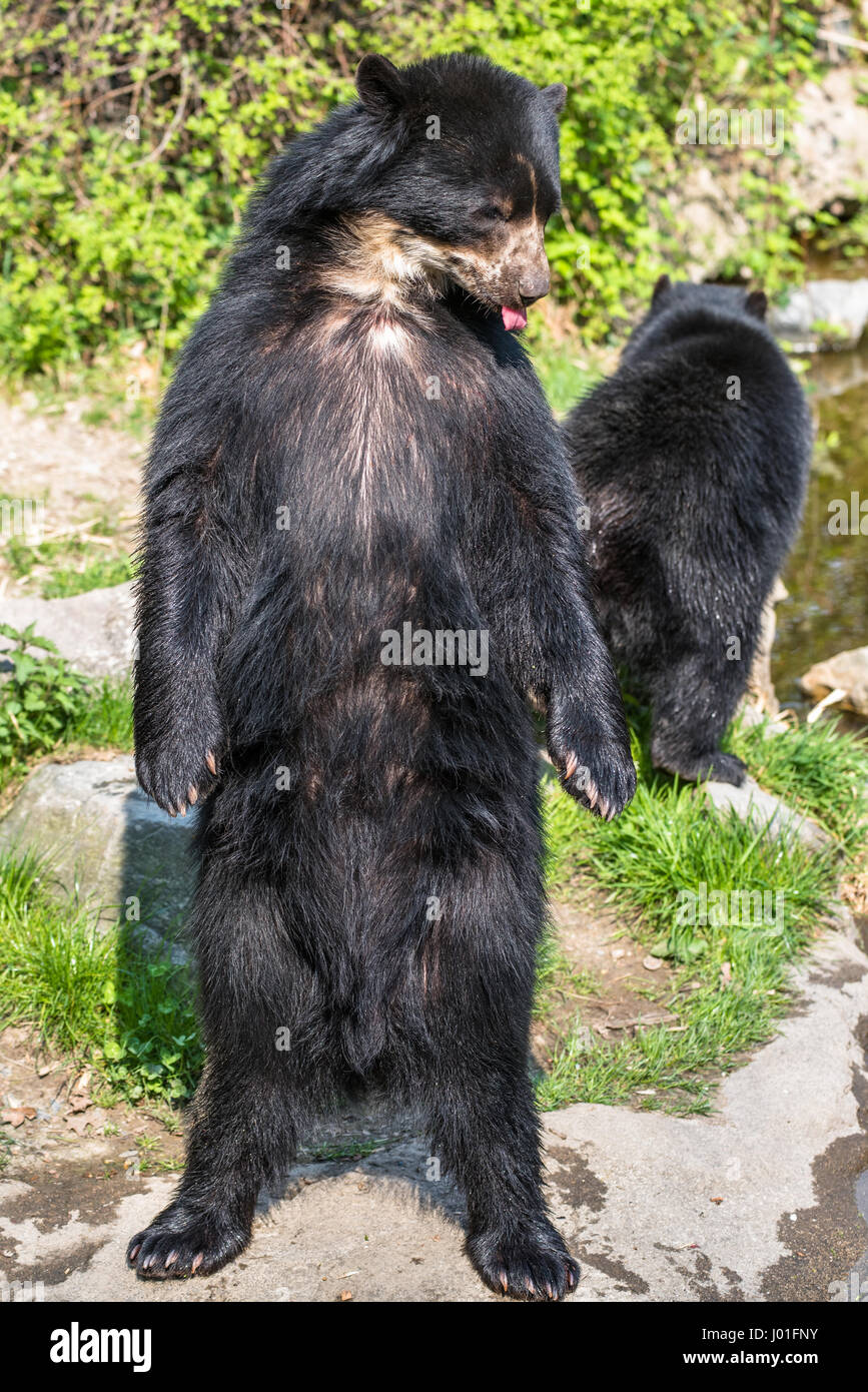 Bear roar hi-res stock photography and images - Alamy
