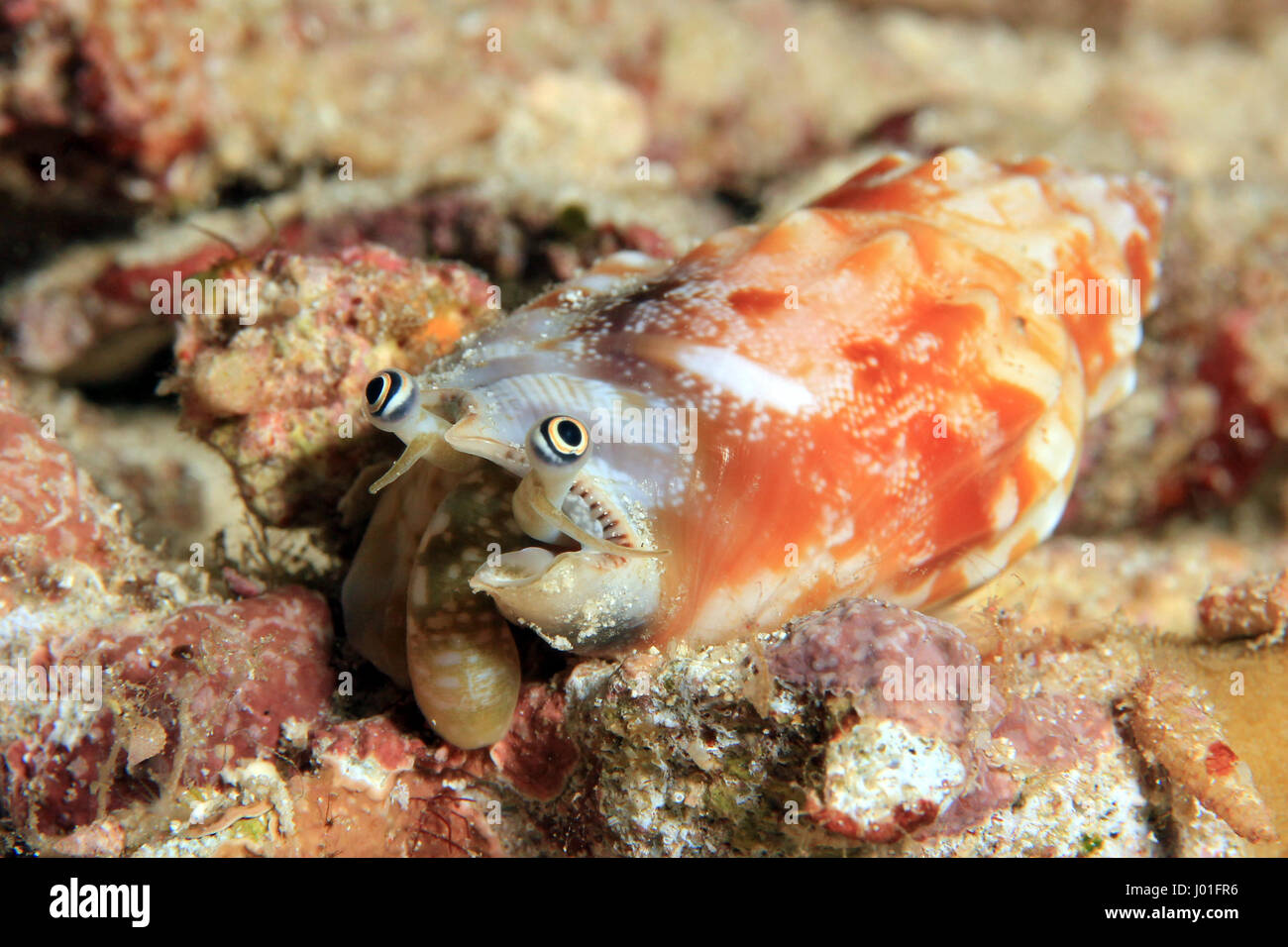 True conch hi-res stock photography and images - Alamy