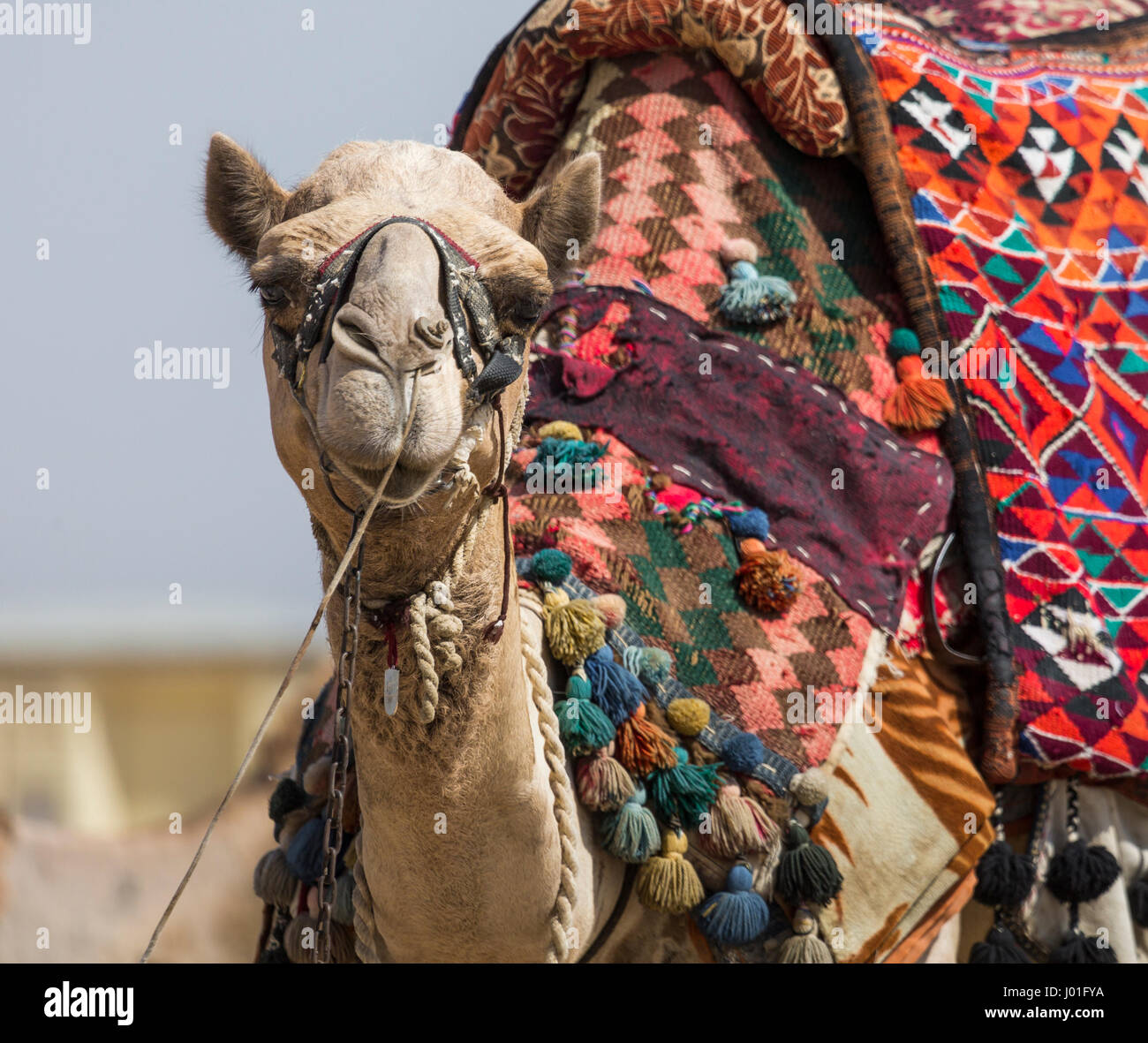 Egyptian Camel at Giza Pyramids background. Tourist attraction ...