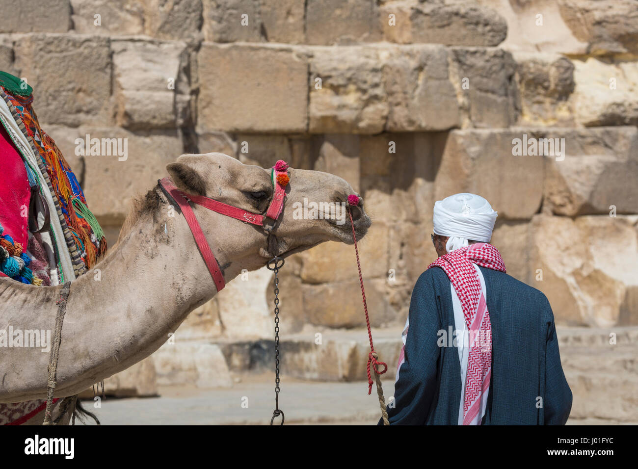 Egyptian Camel at Giza Pyramids background. Tourist attraction ...