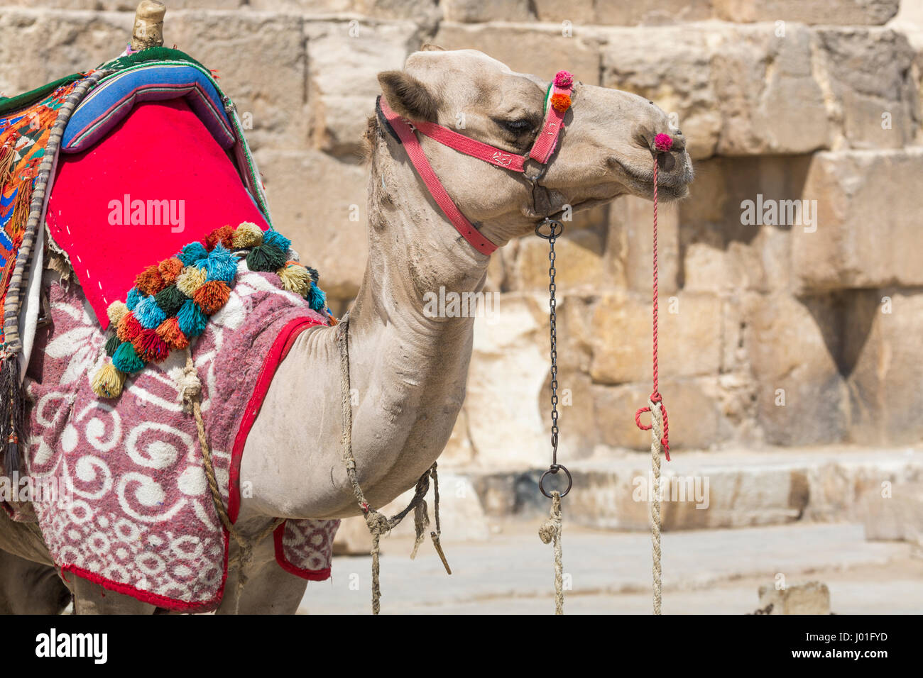 Egyptian Camel at Giza Pyramids background. Tourist attraction ...