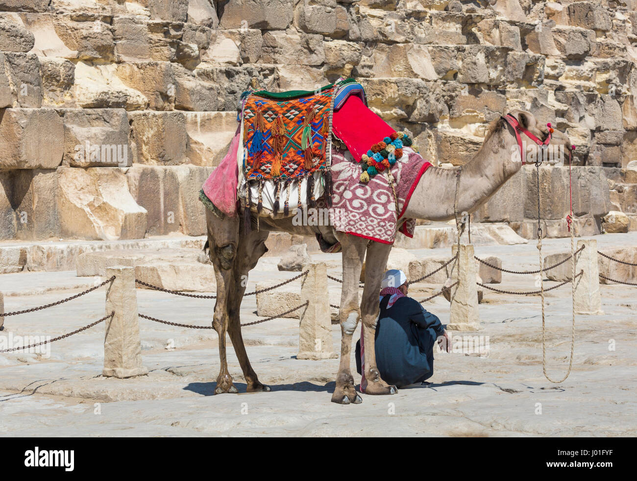 Egyptian Camel at Giza Pyramids background. Tourist attraction ...