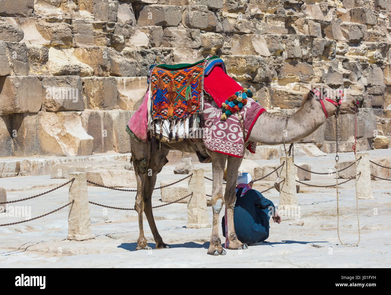 Egyptian Camel at Giza Pyramids background. Tourist attraction ...