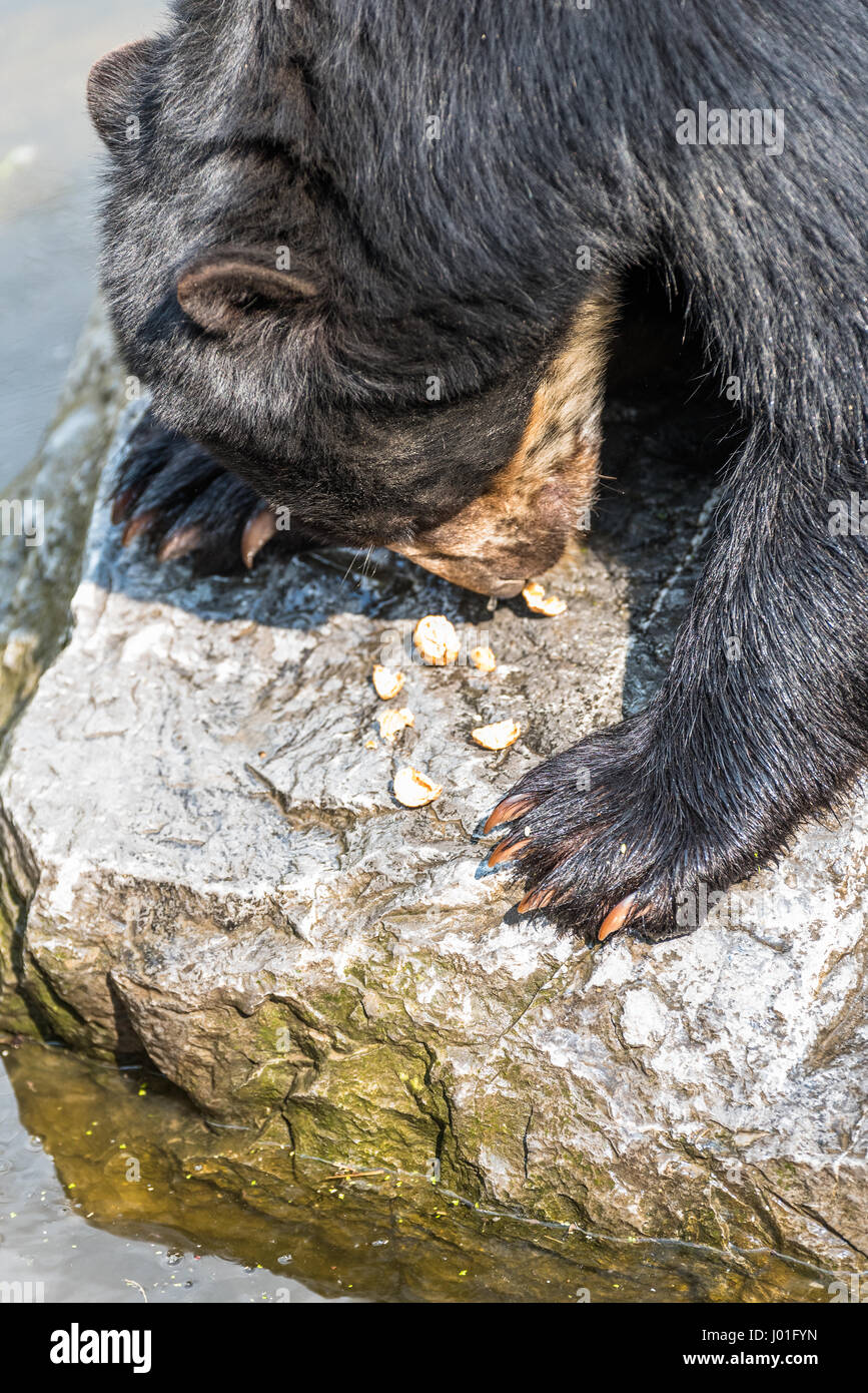Black bear cub eating water melons and nuts Stock Photo - Alamy