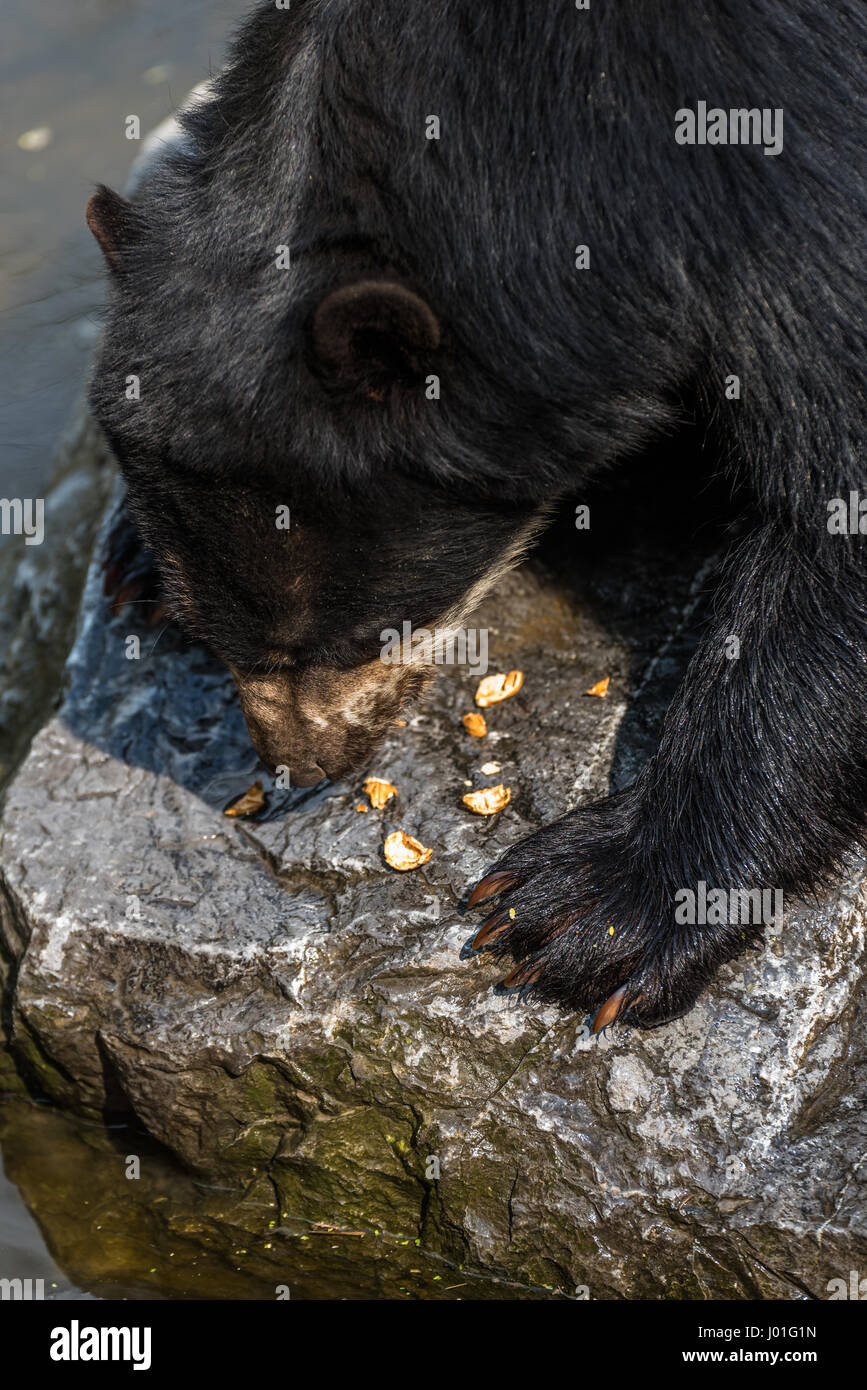 Black bear cub eating water melons and nuts Stock Photo - Alamy