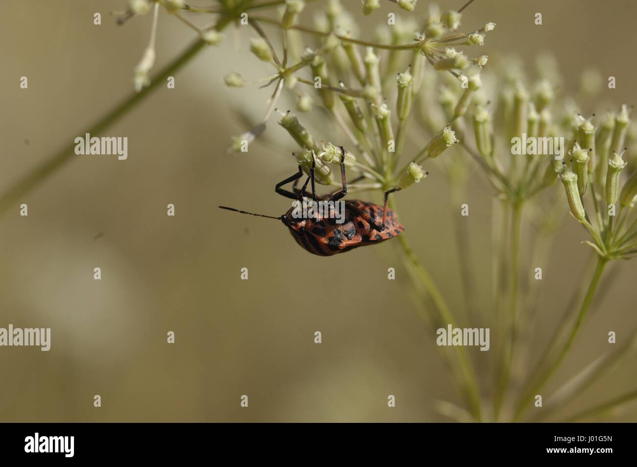 Italian striped stink bug hi-res stock photography and images - Alamy