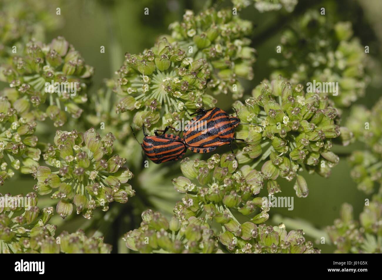 Italian stink bug hi-res stock photography and images - Alamy