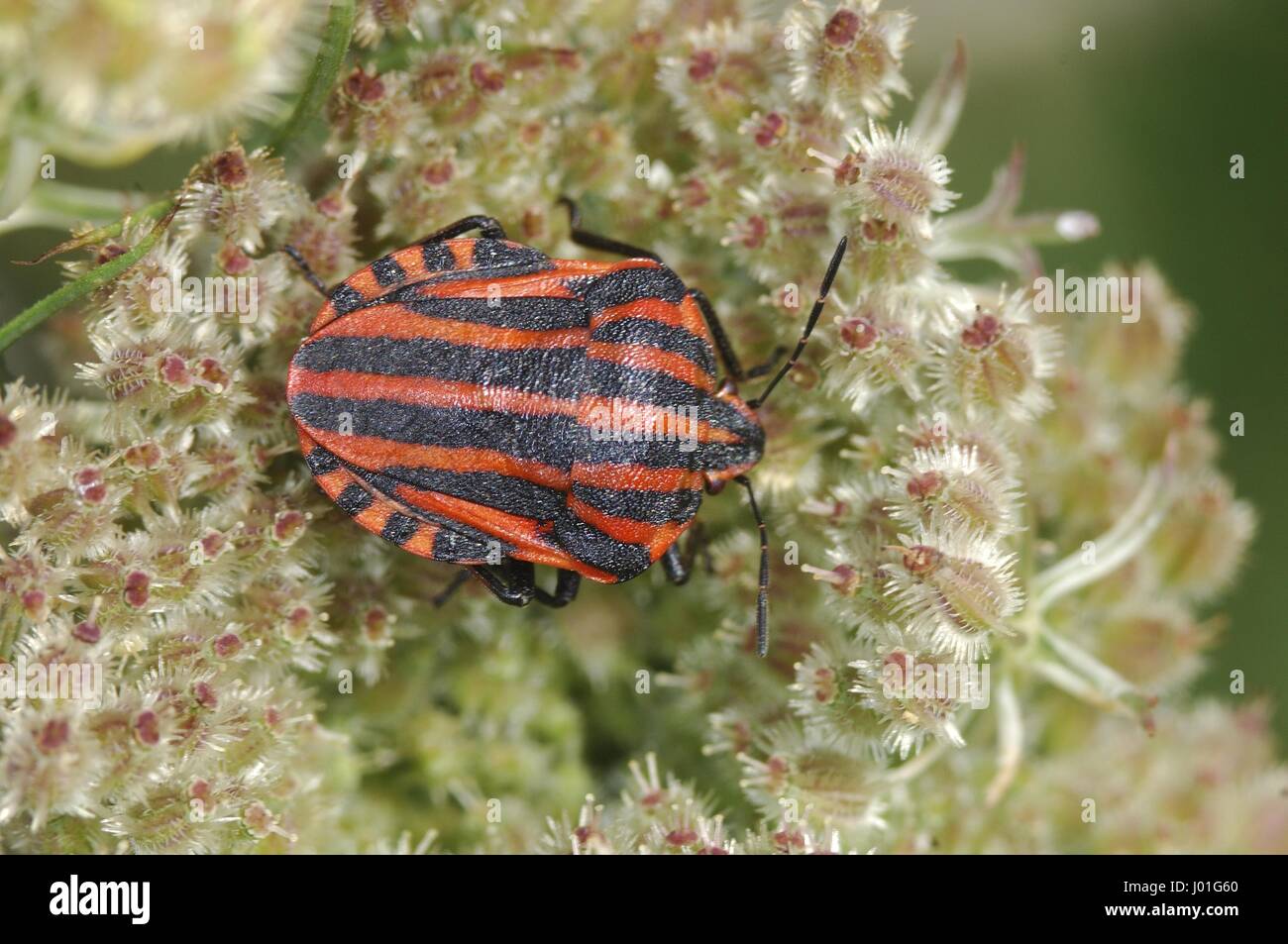 Shield Bug - Stink Bug - Italian Striped-Bug - Minstrel Bug (Graphosoma ...