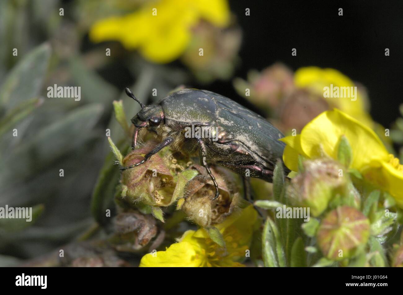 Rose Chafer - Rose Beetle (Cetonia aurata) feeding on wild flower in ...