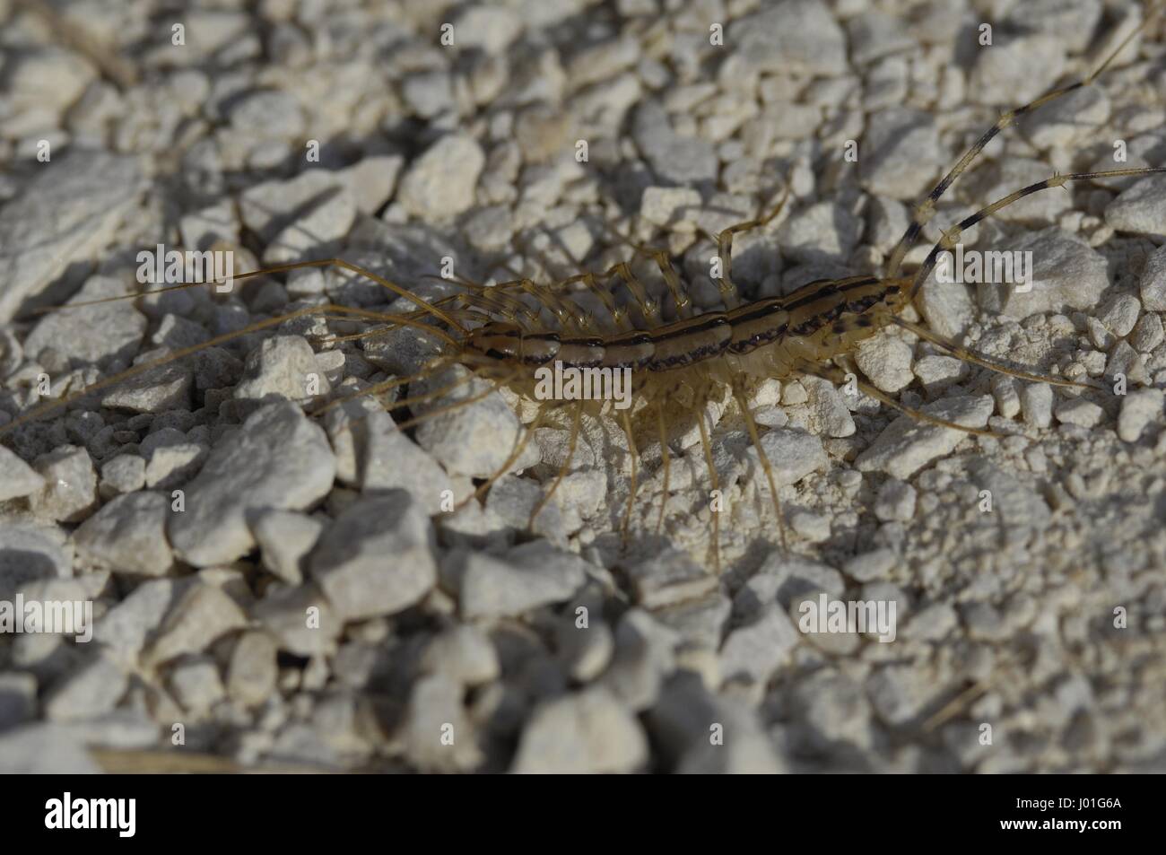 Common House Centipede (Scutigera coleoptrata) yellowish-grey centipede ...