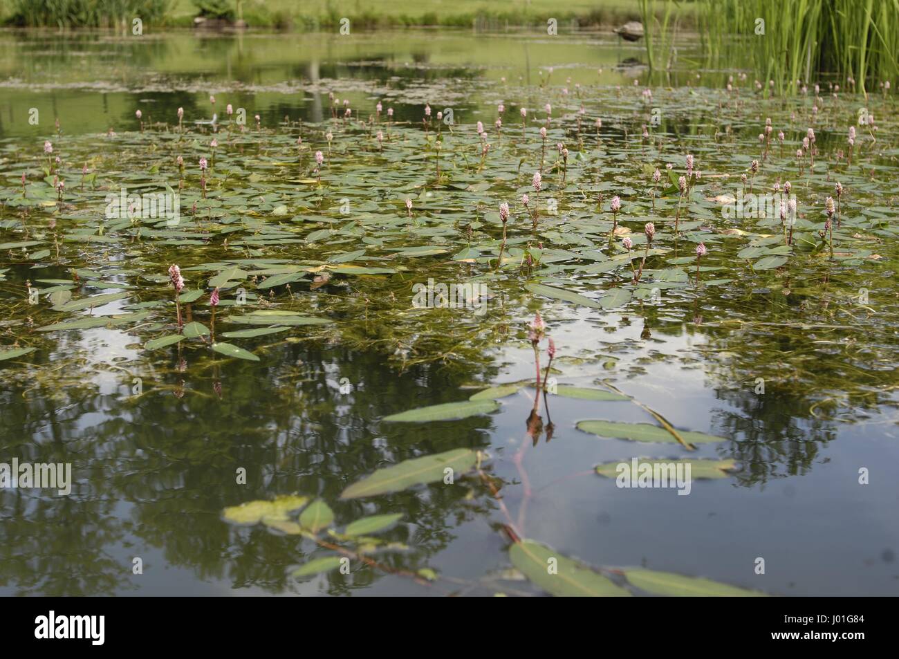 Water Smartweed - Longroot knotweed (Polygonum amphibium) flowering in ...