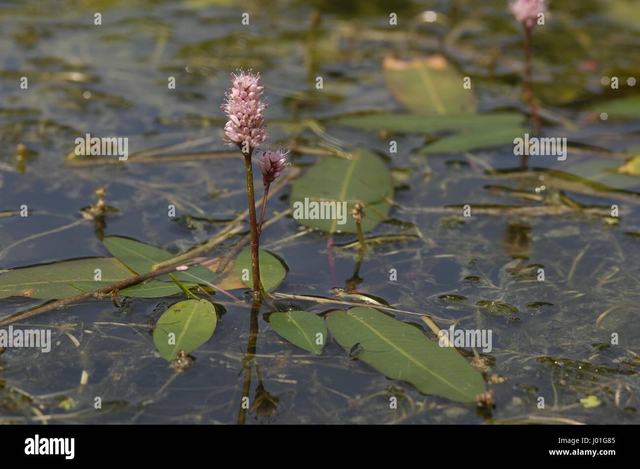 Water Smartweed - Longroot knotweed (Polygonum amphibium) flowering in ...