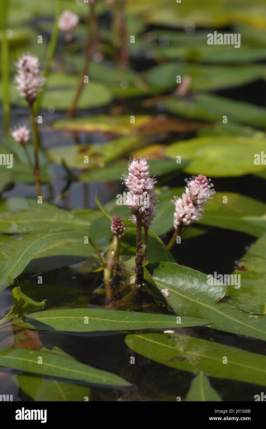 Water Smartweed - Longroot knotweed (Polygonum amphibium) flowering in ...