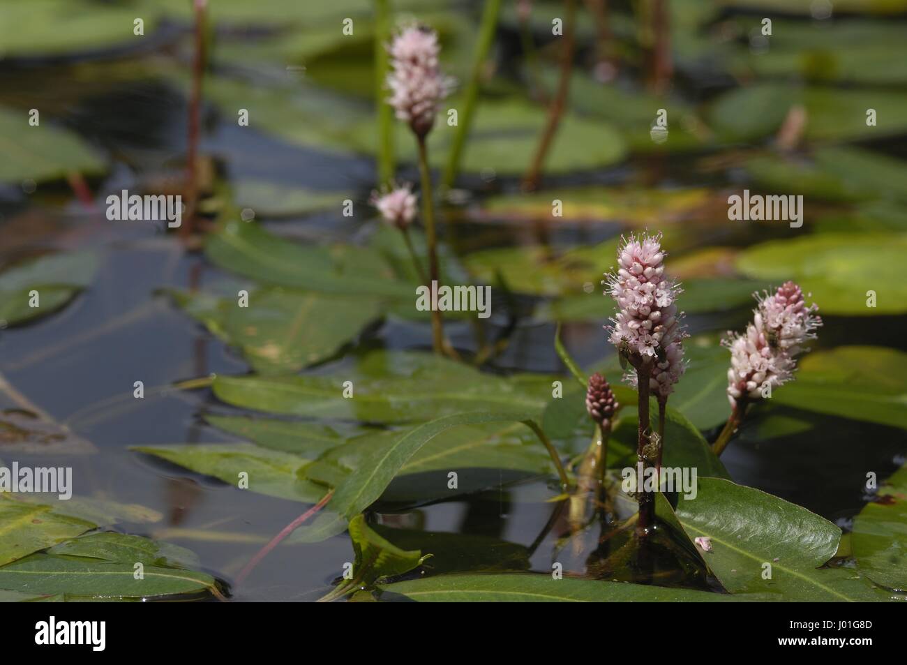 Water Smartweed - Longroot knotweed (Polygonum amphibium) flowering in ...