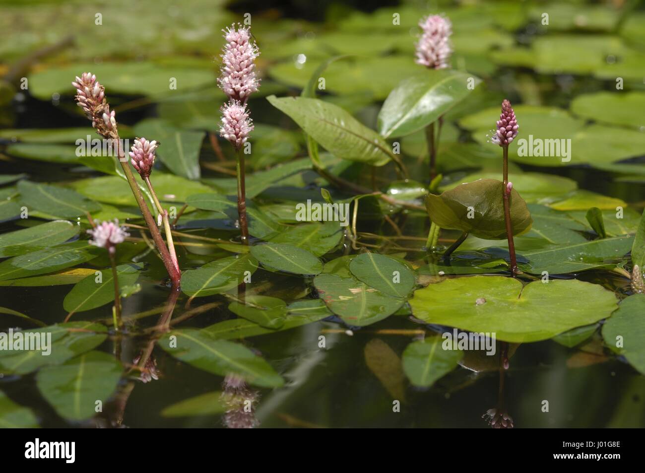 Water Smartweed - Longroot knotweed (Polygonum amphibium) flowering in ...