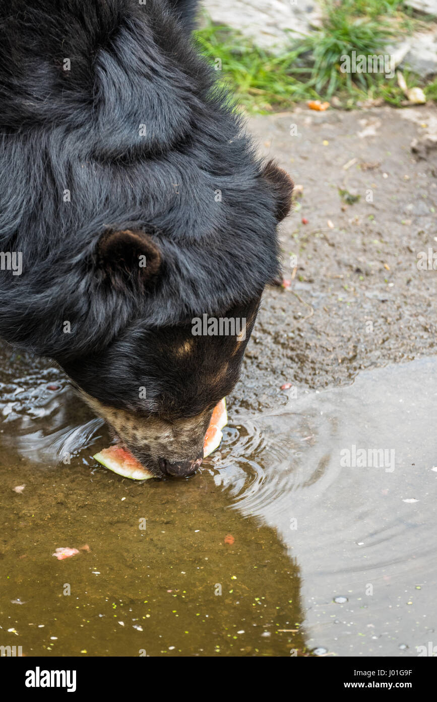 Black bear cub eating water melons and nuts Stock Photo - Alamy