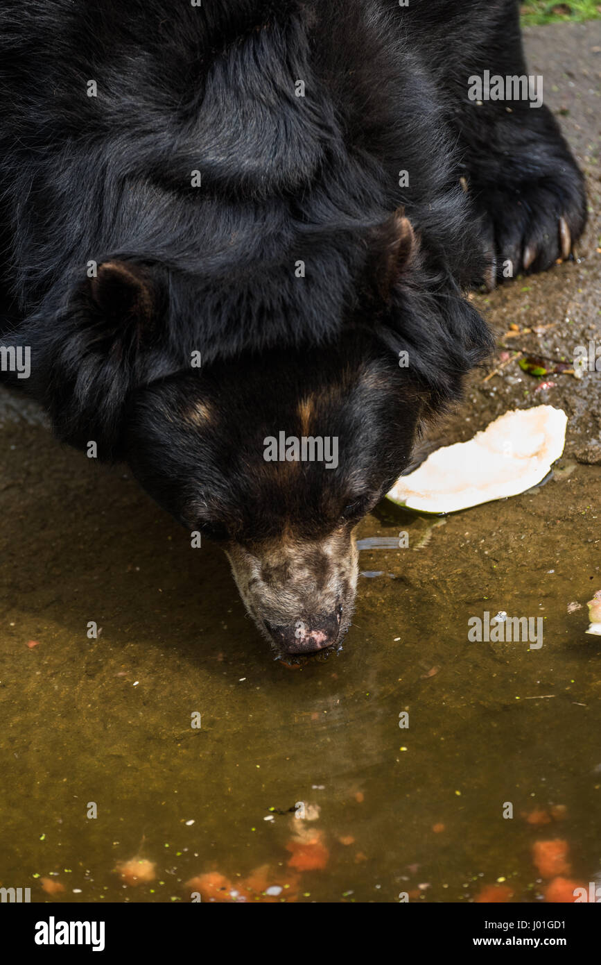 Black bear cub eating water melons and nuts Stock Photo - Alamy