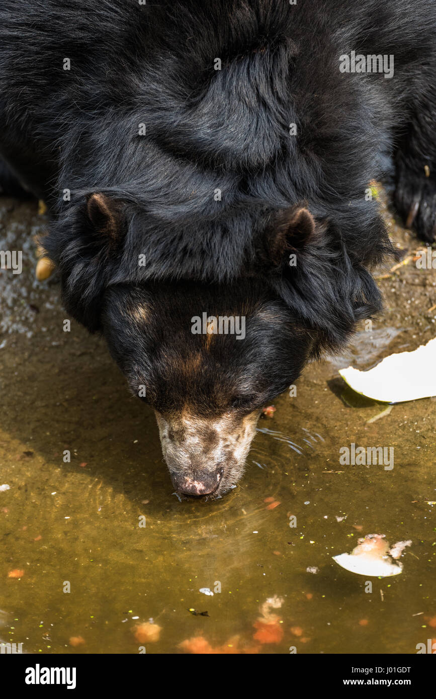 Black bear cub eating water melons and nuts Stock Photo - Alamy