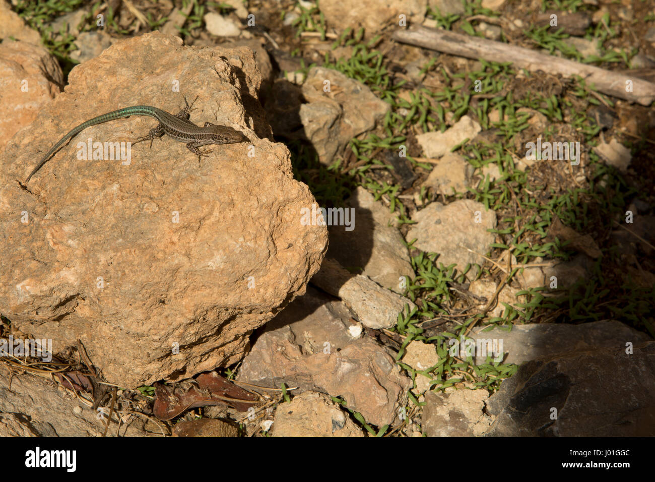 Cretan Wall Lizards are scampering everywhere on sunny and rocky ...