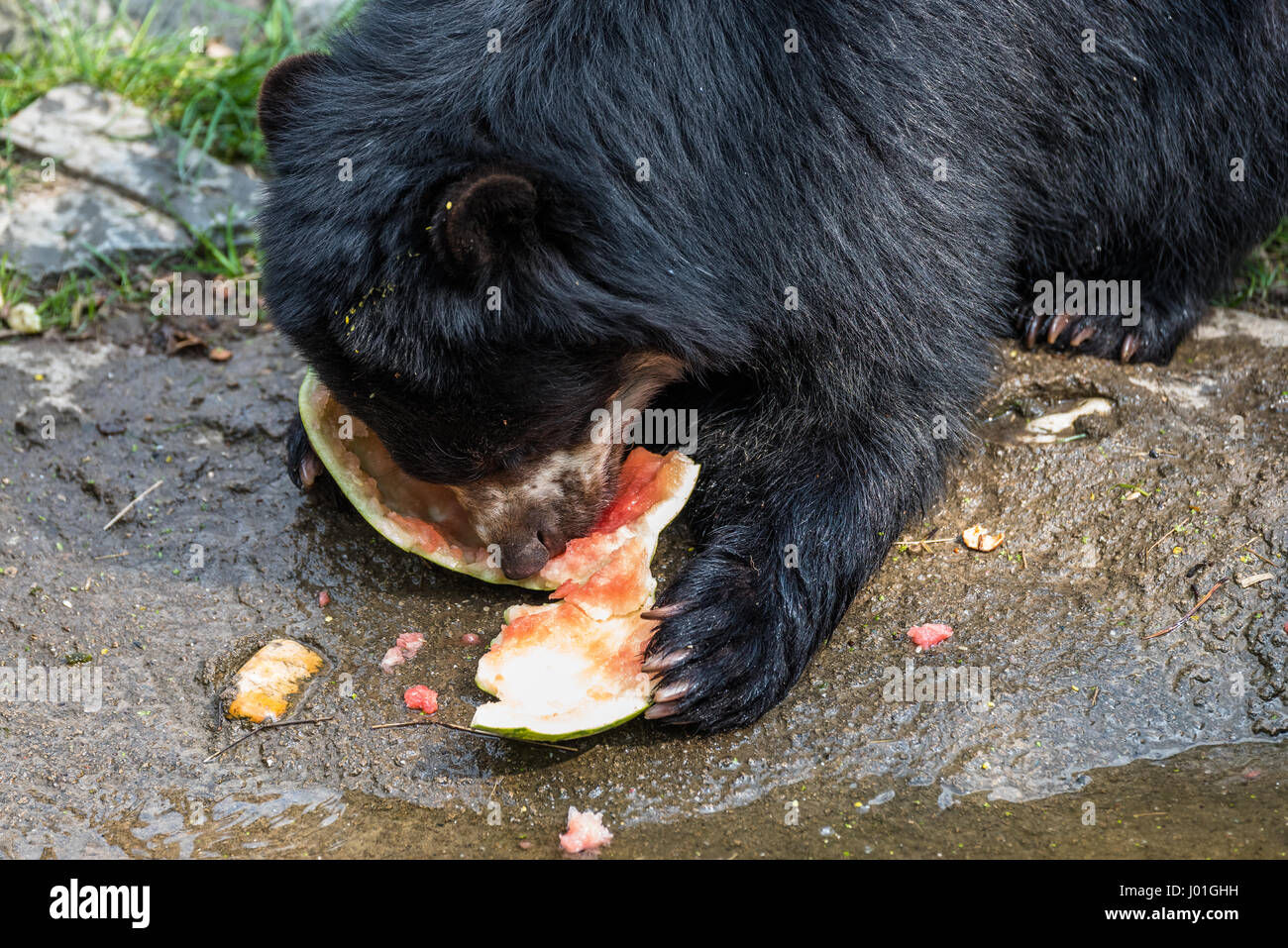 Black bear cub eating water melons and nuts Stock Photo - Alamy