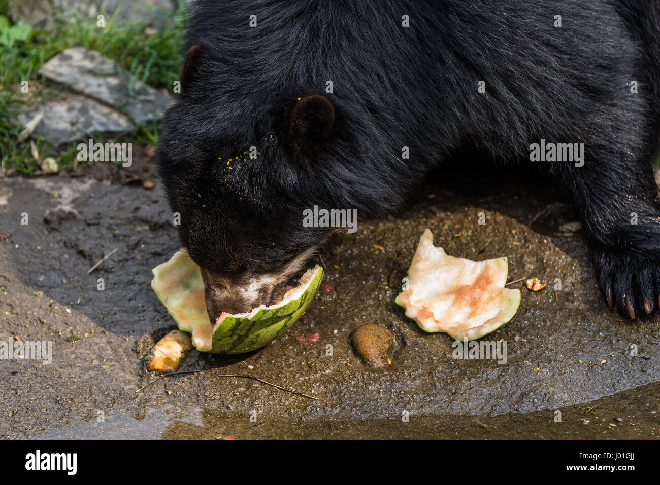 Black bear cub eating water melons and nuts Stock Photo - Alamy