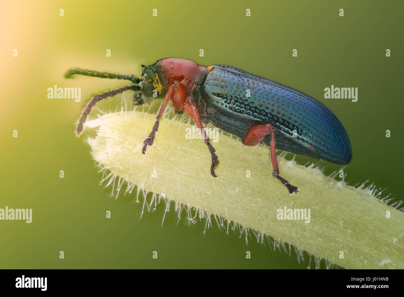 Blue metallic beetle hi-res stock photography and images - Alamy