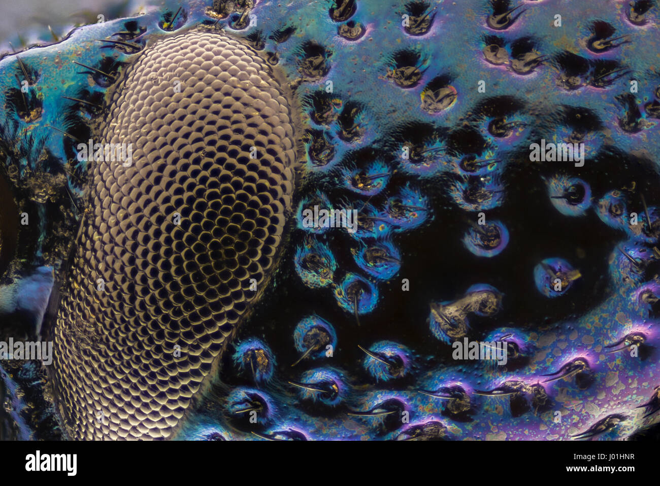 Extreme magnification - Blue metallic bug, Meloe proscarabaeus Stock ...