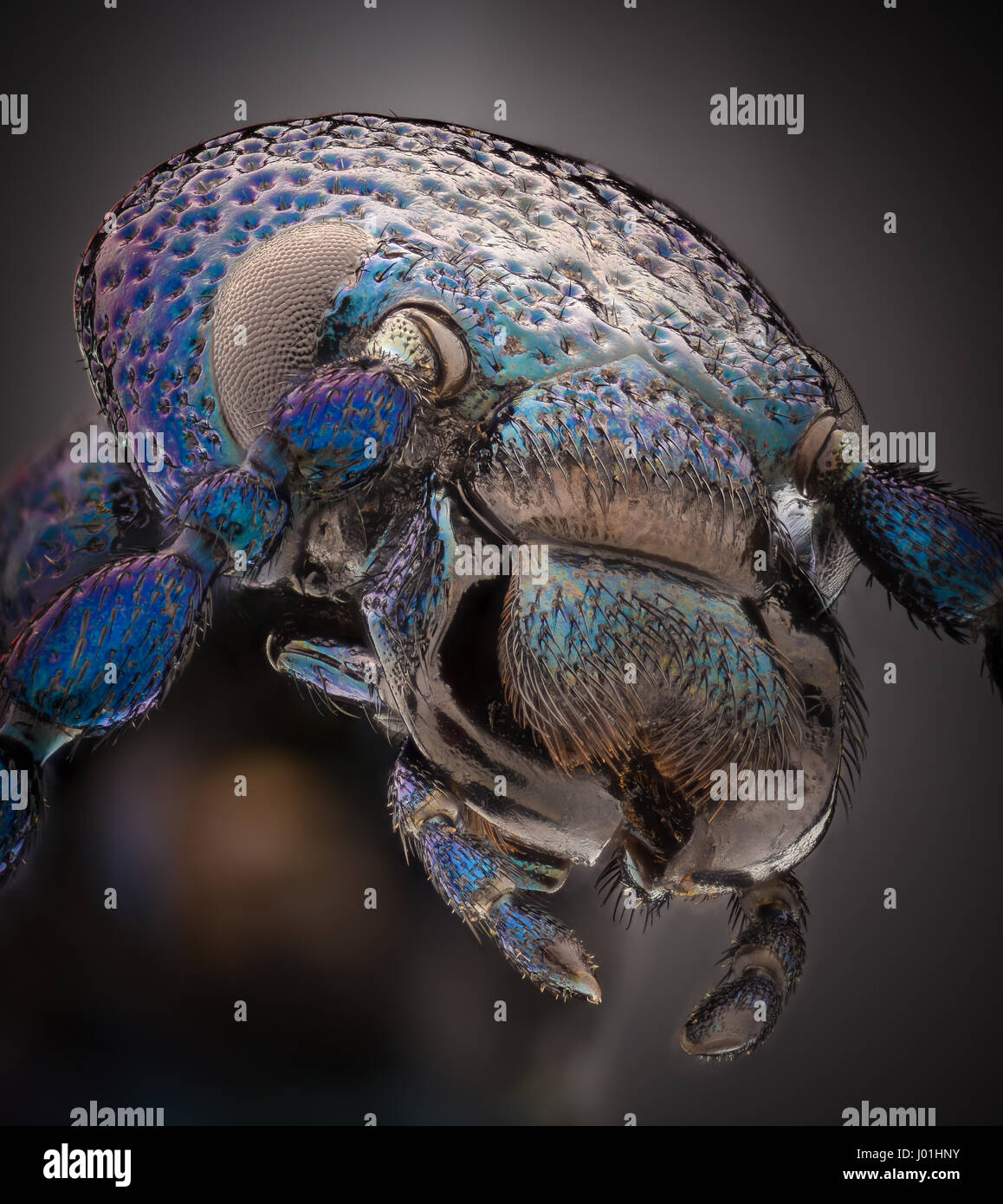 Extreme magnification - Blue metallic bug, Meloe proscarabaeus Stock ...