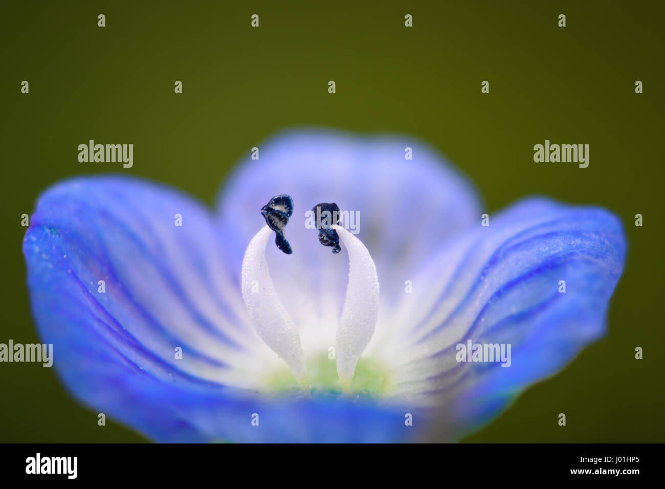 Extreme flora hi-res stock photography and images - Alamy