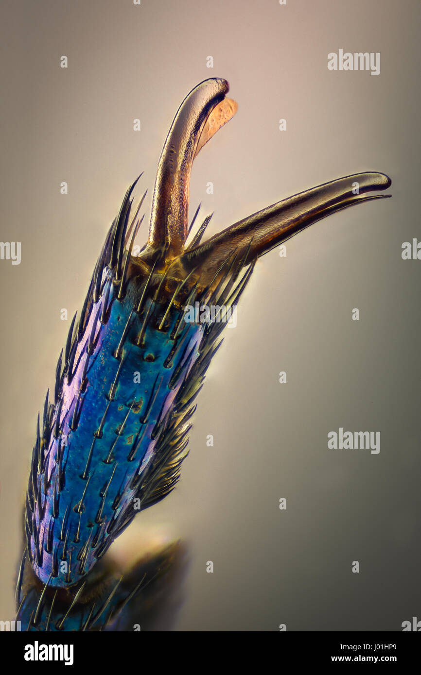 Extreme magnification - Blue metallic bug claw, Meloe proscarabaeus ...