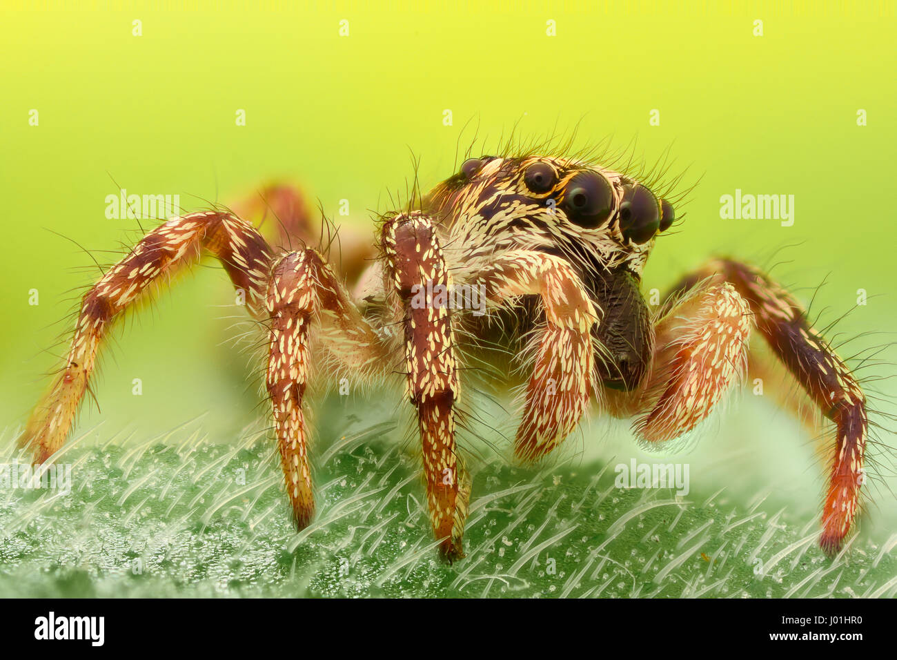 Spider face in extreme close hi-res stock photography and images - Alamy