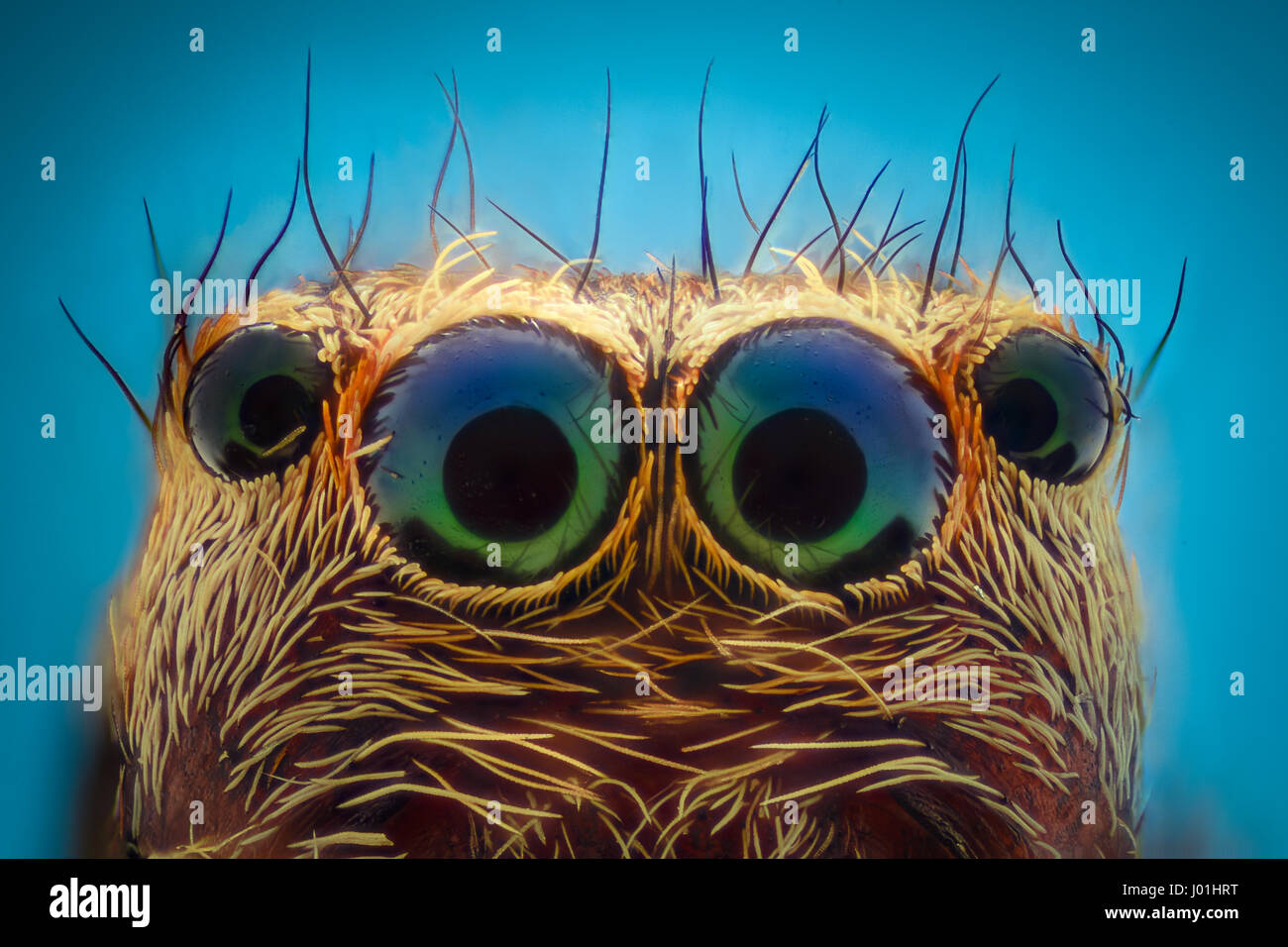 Extreme magnification - Jumping spider portrait, front view Stock Photo ...