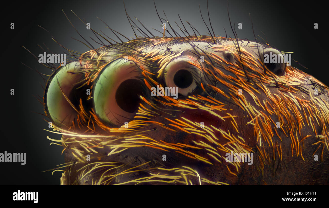 Extreme magnification - Jumping spider portrait, side view Stock Photo ...