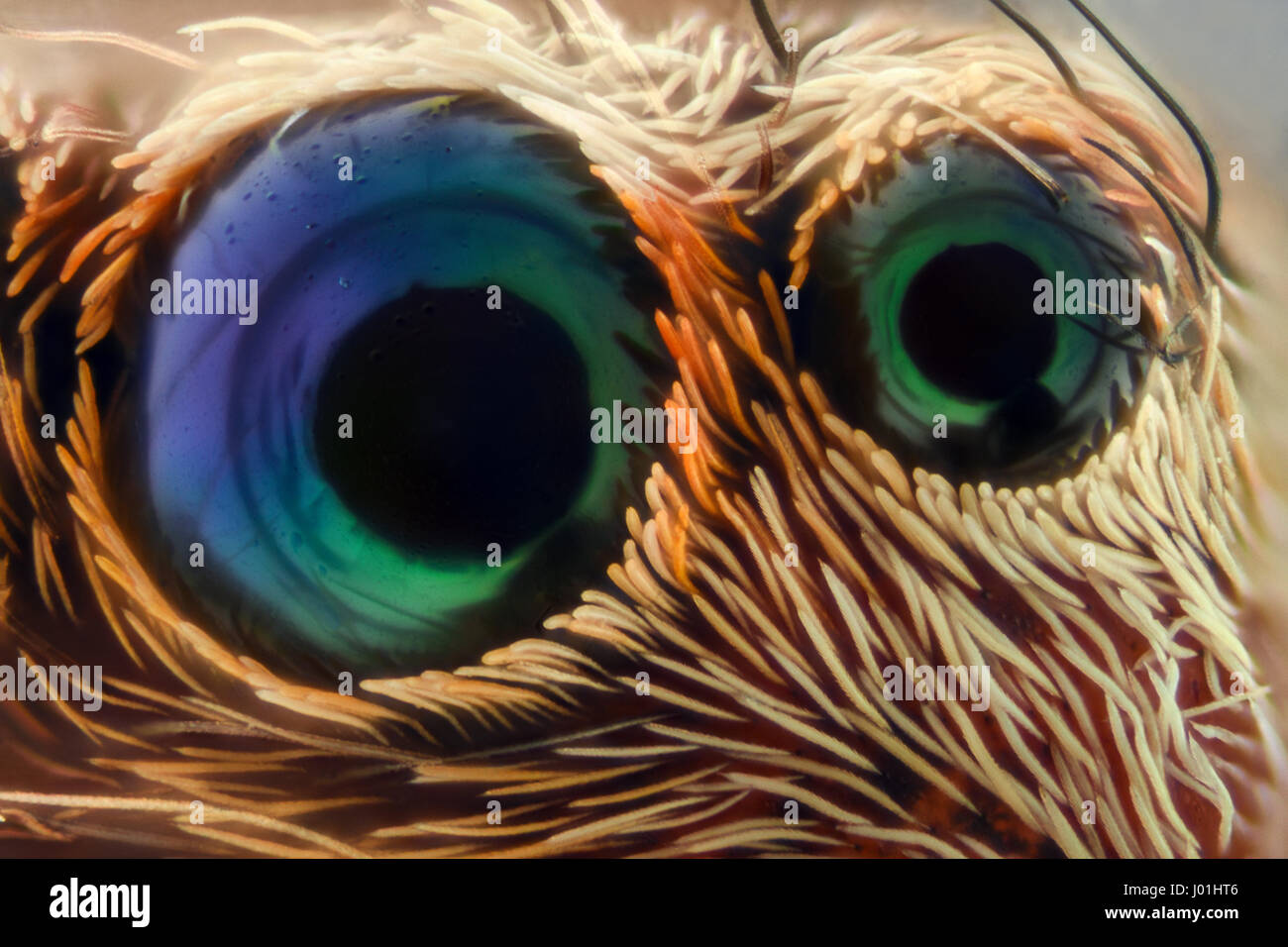 Extreme magnification - Jumping spider eyes Stock Photo - Alamy