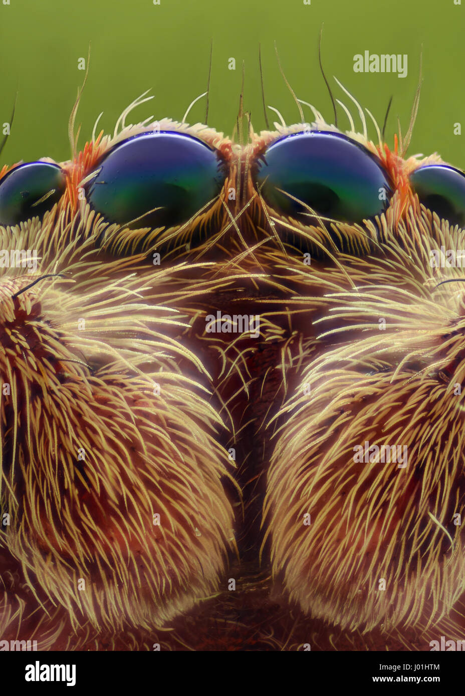 Extreme magnification - Jumping spider portrait, front view Stock Photo ...
