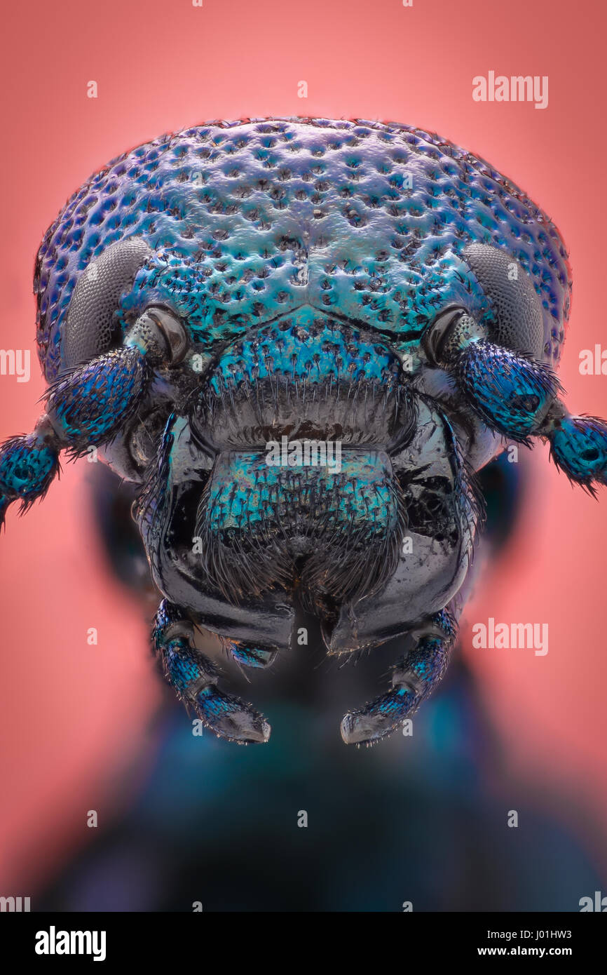 Extreme magnification - Blue metallic bug, Meloe proscarabaeus Stock ...