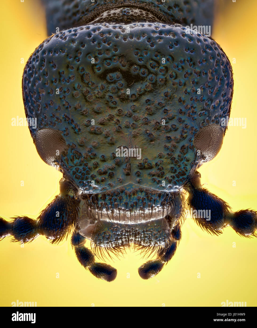 Extreme magnification - Blue metallic bug, Meloe proscarabaeus Stock ...
