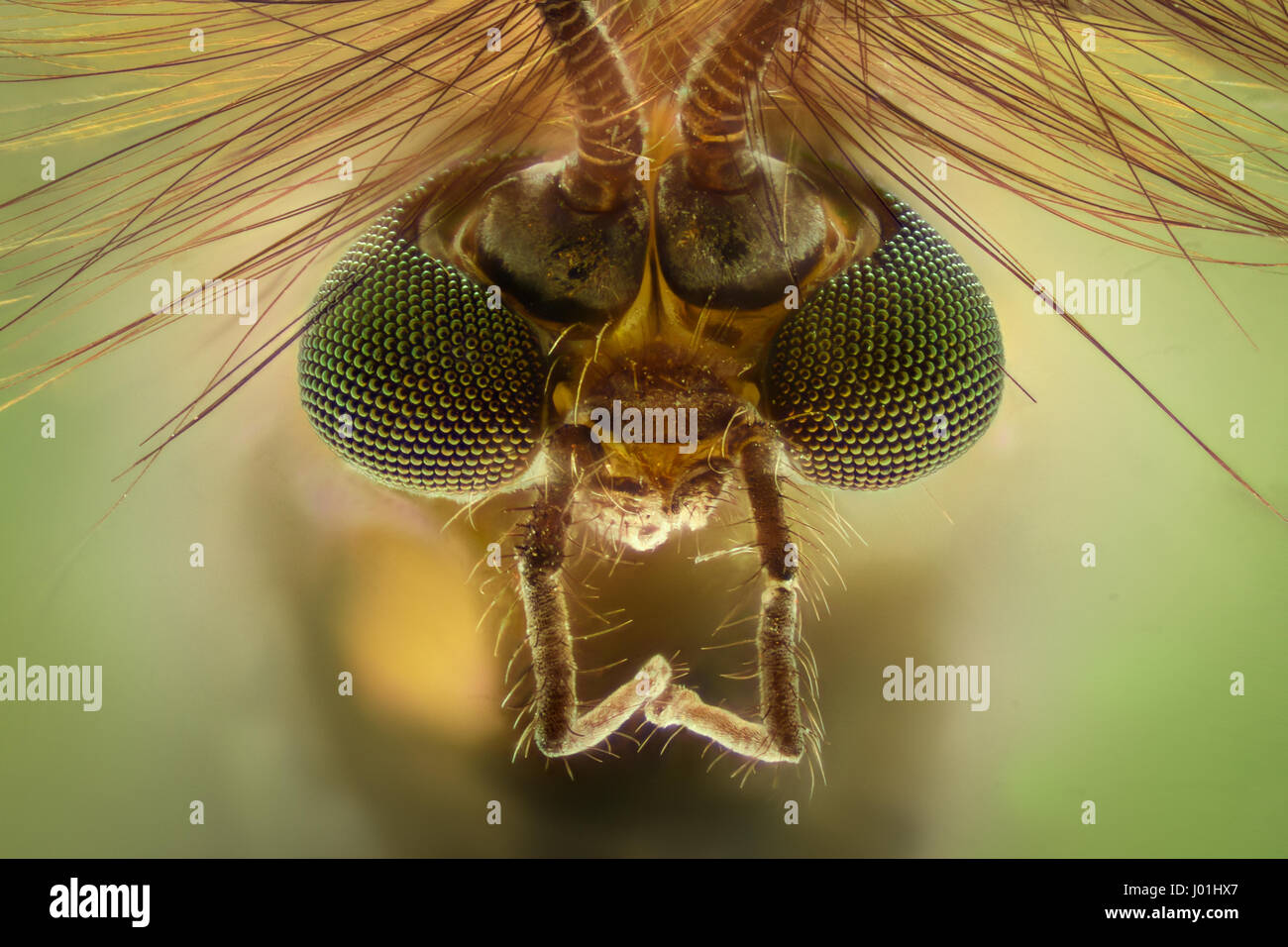 Macro isolated view mosquito head hi-res stock photography and images ...