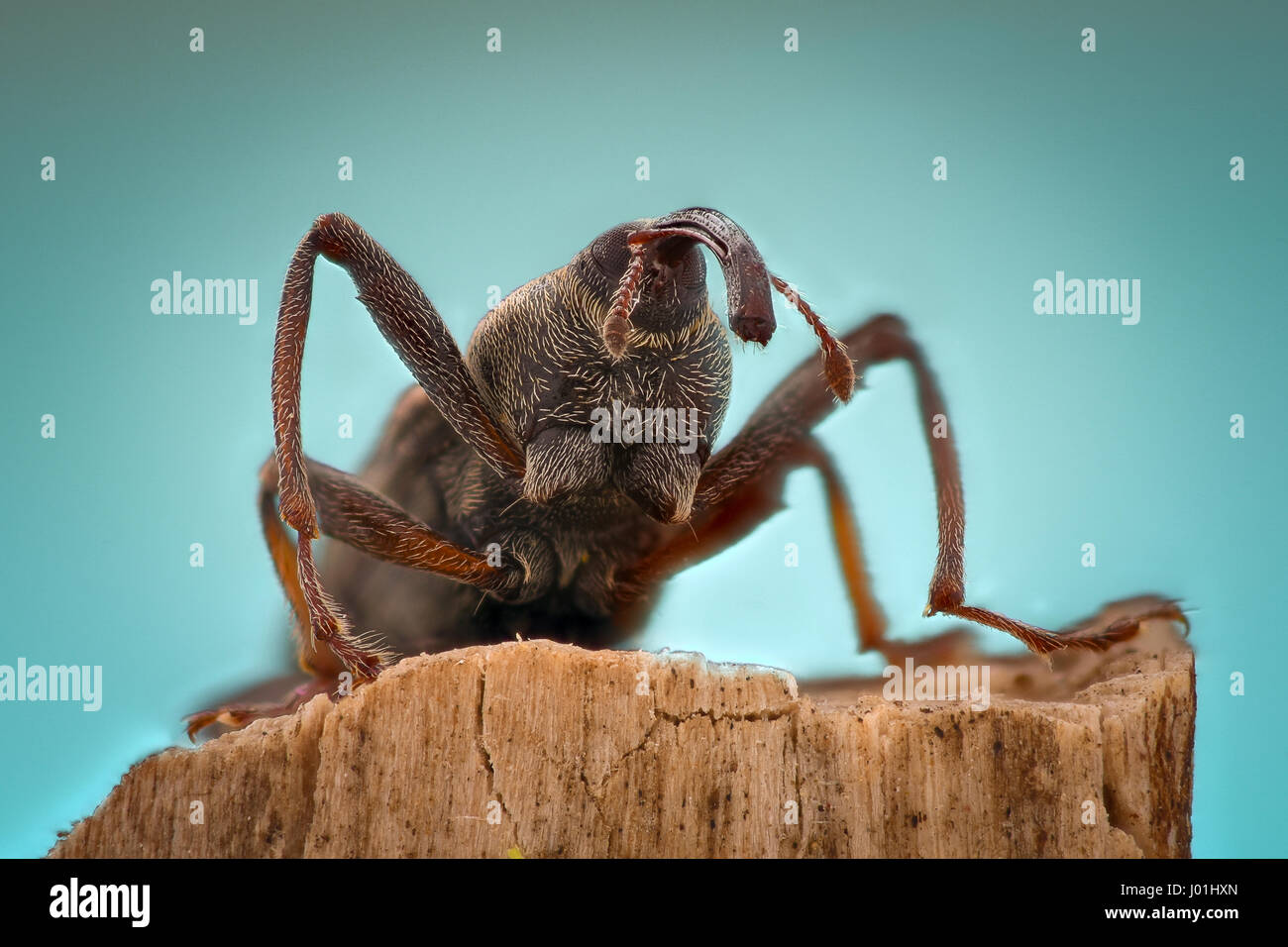 Extreme magnification - Weevil on a stick, side view Stock Photo - Alamy