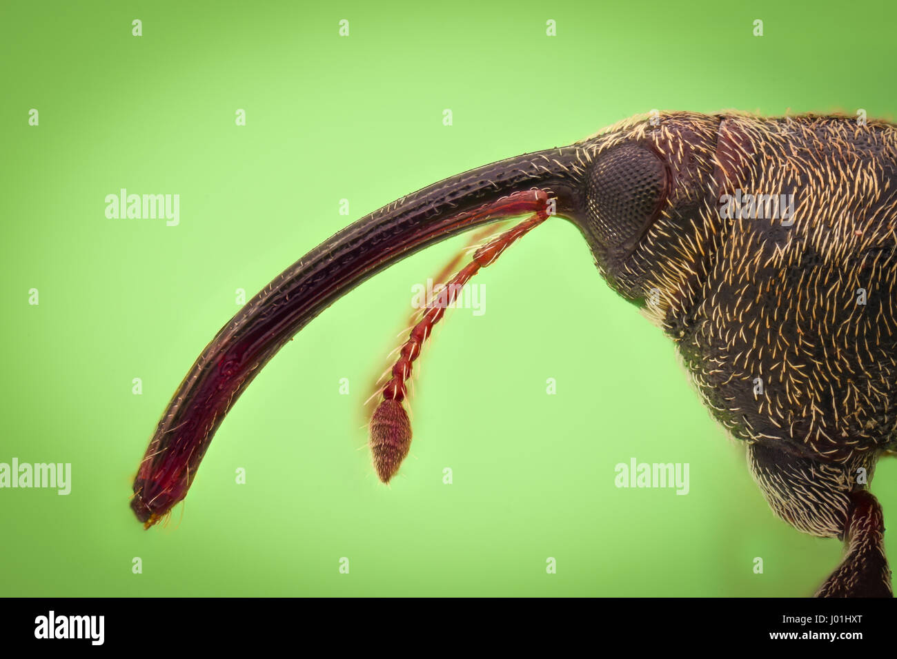 Extreme magnification - Weevil, side view Stock Photo - Alamy