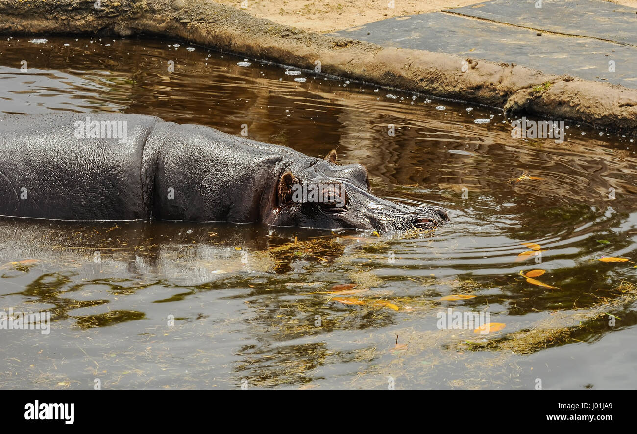 Hippo hippopotamus water pig hi-res stock photography and images - Alamy