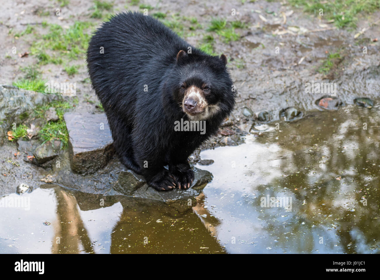 European black bear cub relaxing in the sun in a zoo Stock Photo - Alamy
